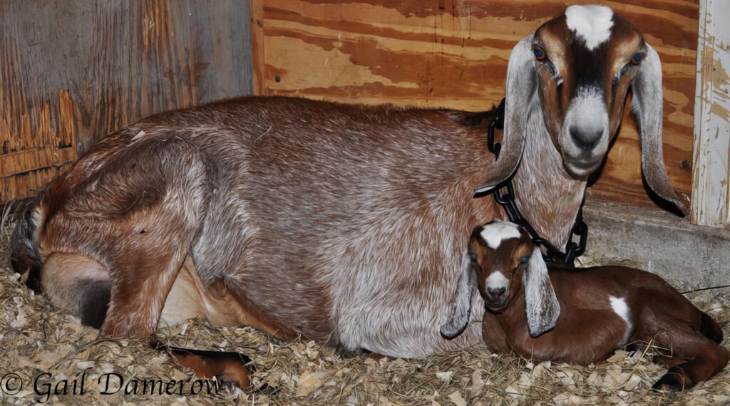 10 Ways To Recognize Goat Labor Signs - Goat Journal